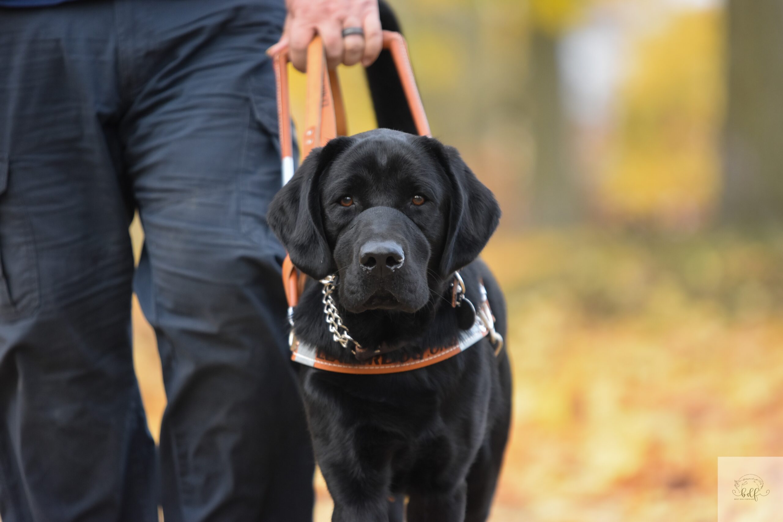 Jeff Meets Yoshi, his New Dog Guide – VisionCorps